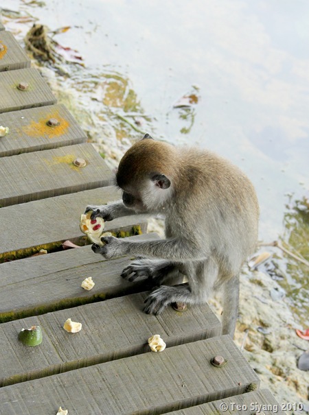 Urban Forest: Snakes in MacRitchie